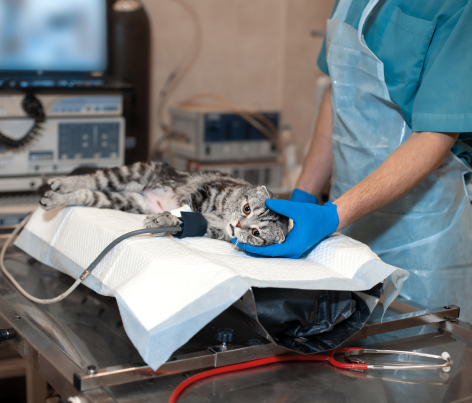 Orthopedic Surgery for Pets | Expert Bone & Joint Care