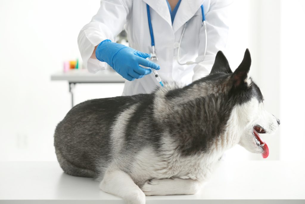 Why Early Vaccination is Crucial for Puppies and Kittens